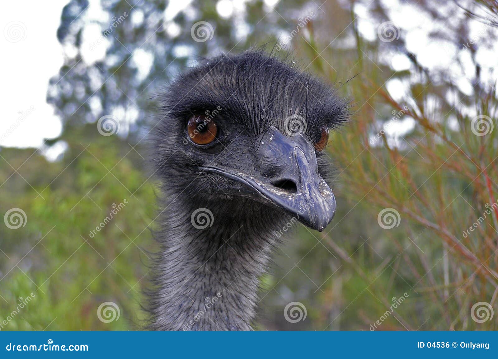 Het Gezicht van de emoe stock foto. Image of vogels, australisch - 4536