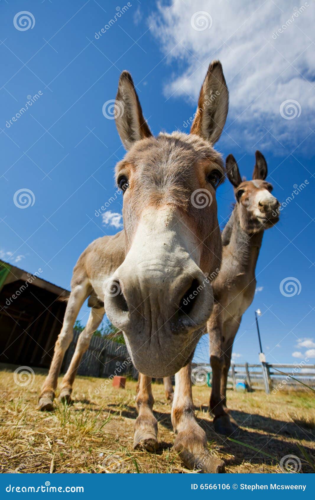 Het gezicht van de ezel stock foto. Image of landbouw - 6566106