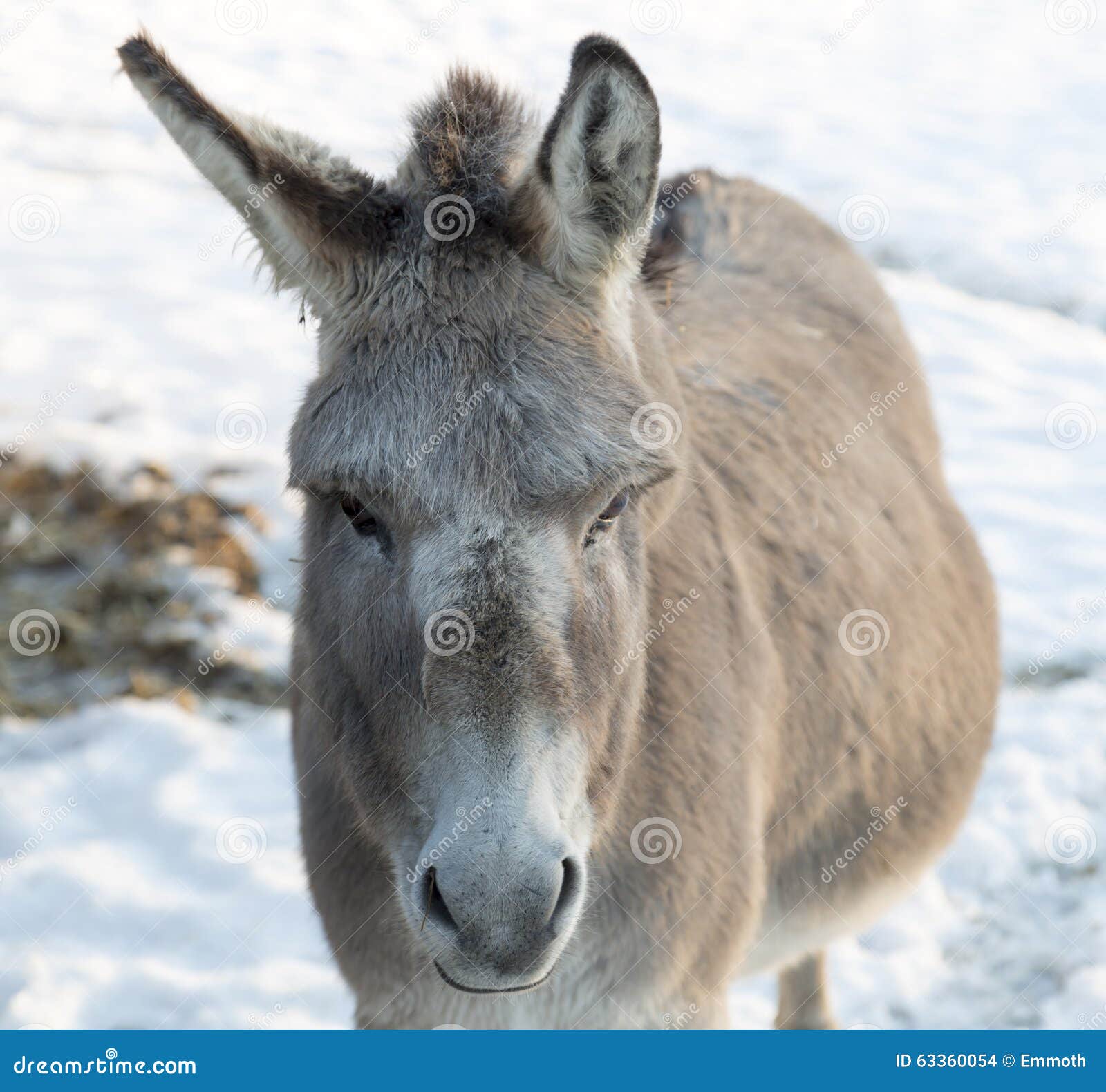 Het Gezicht Van De Ezel in De Winter Stock Foto - Image of sluit, dier ...