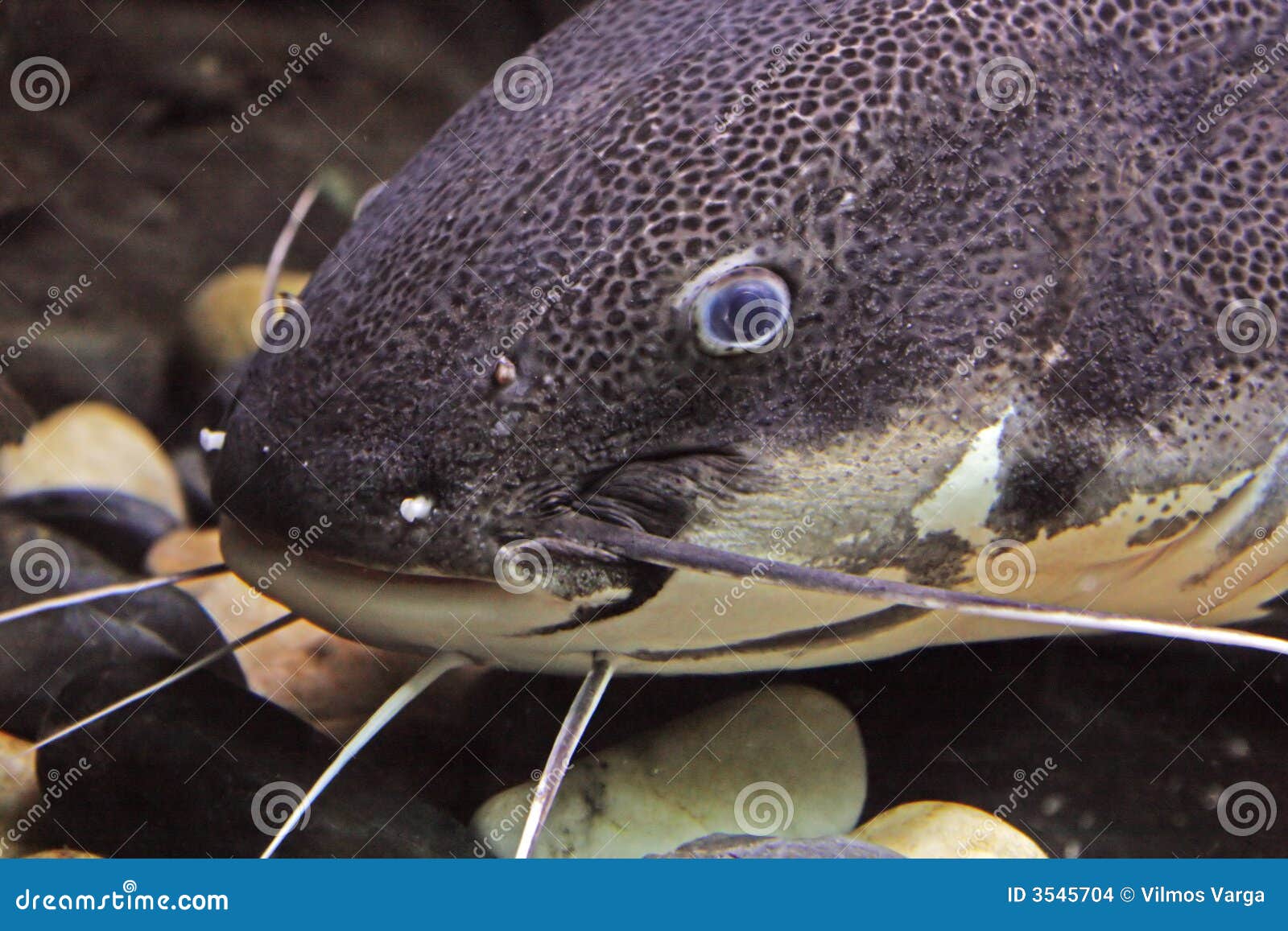 Het gezicht van de katvis stock foto. Image of zoutwater - 3545704