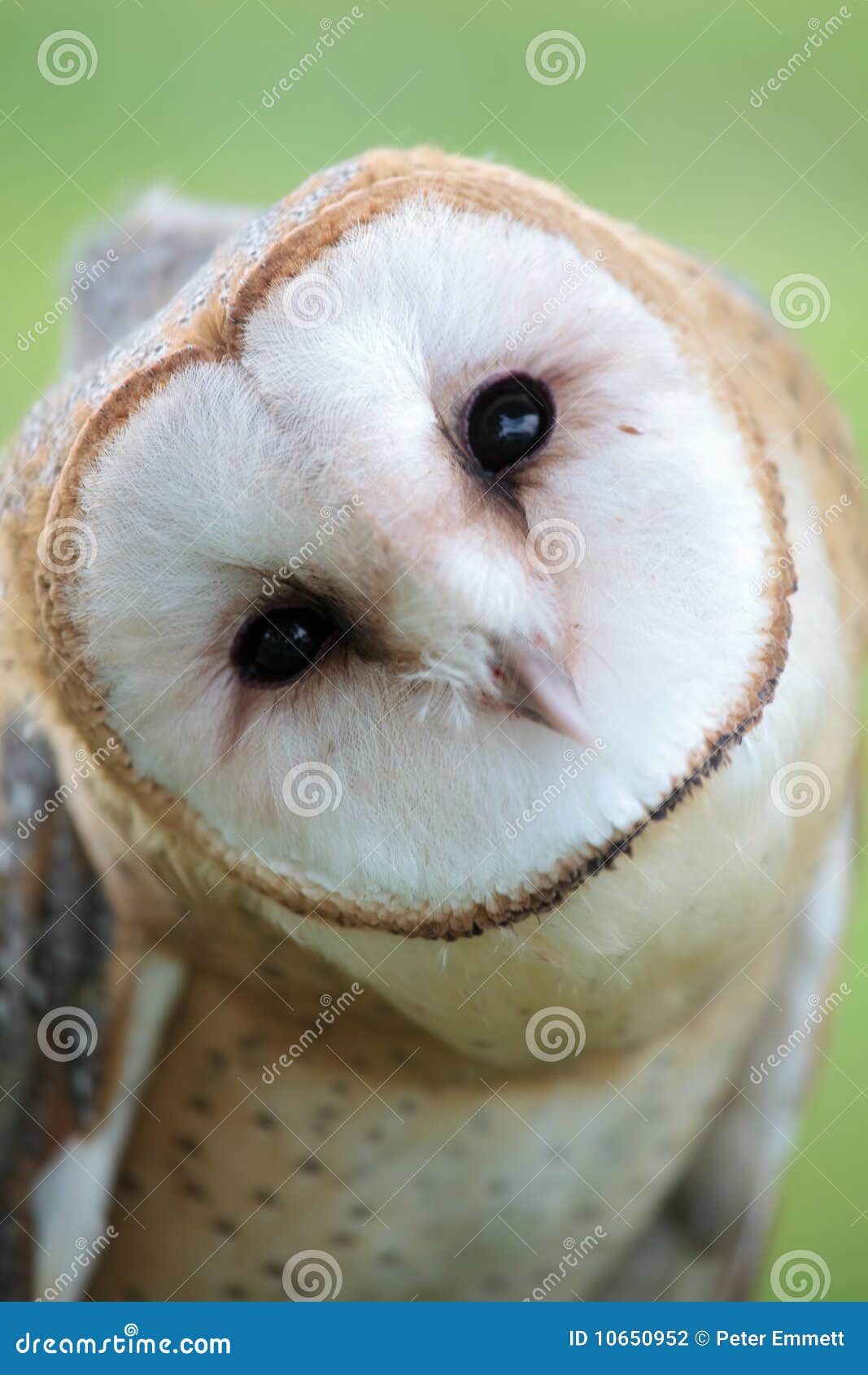 Het gezicht van de uil stock foto. Image of nachtelijk - 10650952