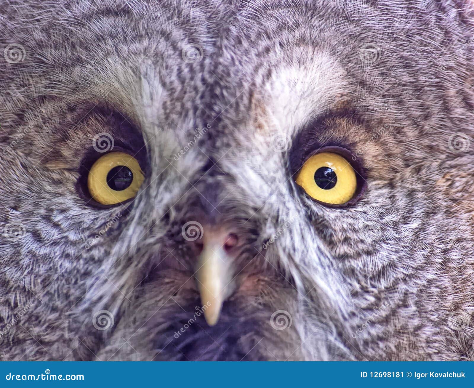 Het gezicht van de uil stock afbeelding. Image of mooi - 12698181