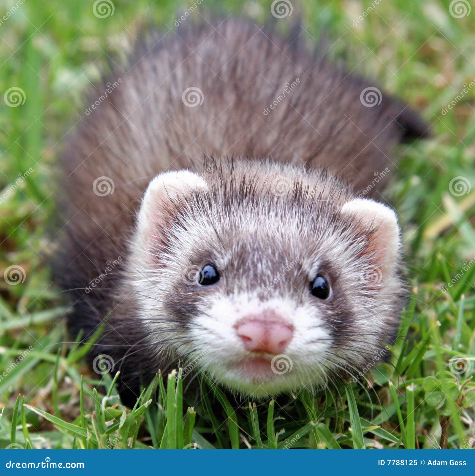 Het Gezicht van het fret stock afbeelding. Image of gewaagd - 7788125