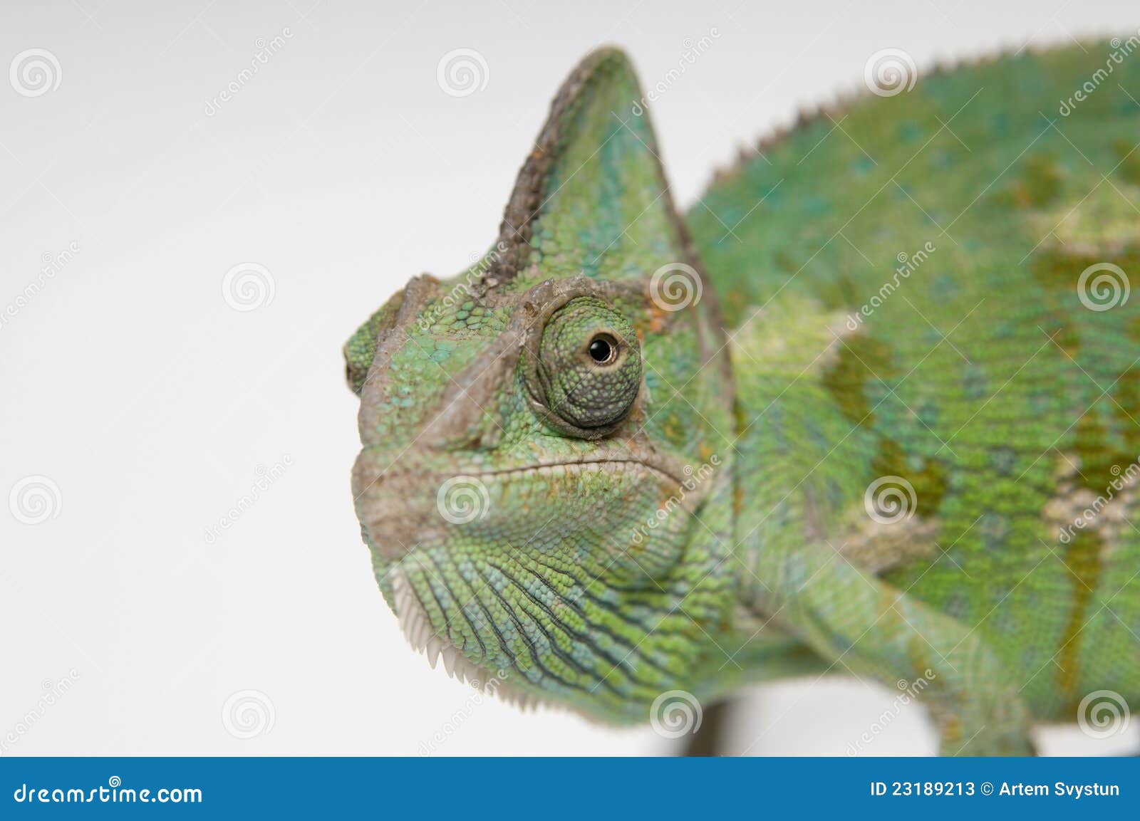 Het Gezichts Extreme Close-up Van Het Kameleon Stock Afbeelding - Image ...