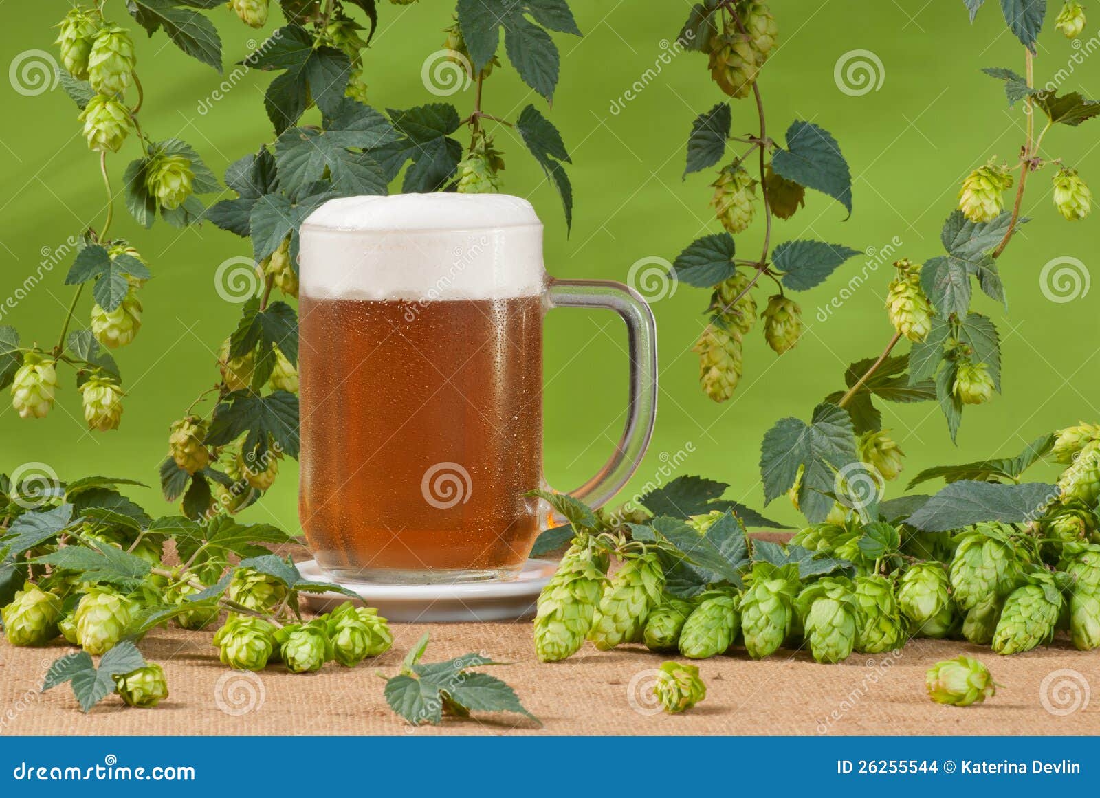 Het Glas Van Het Bier Met Hop Stock Foto - Image of agronomie, alcohol ...