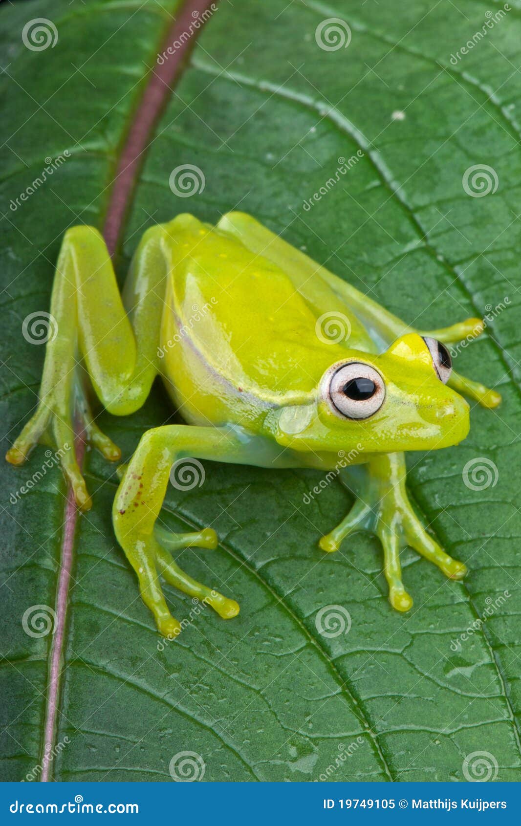 Het Glaskikker Van Fleischmann Stock Afbeelding - Image of huisdier ...