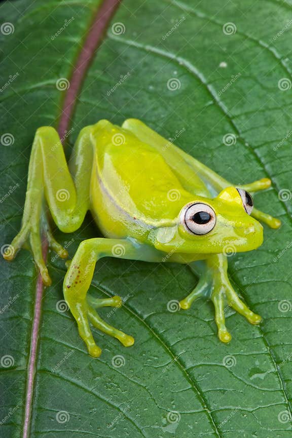Het Glaskikker Van Fleischmann Stock Afbeelding - Image of huisdier ...
