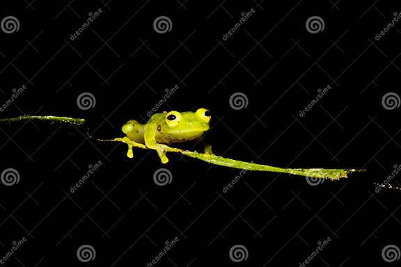 Het Glaskikker Van Het Regenwoud Stock Foto - Image of macro, amerika ...