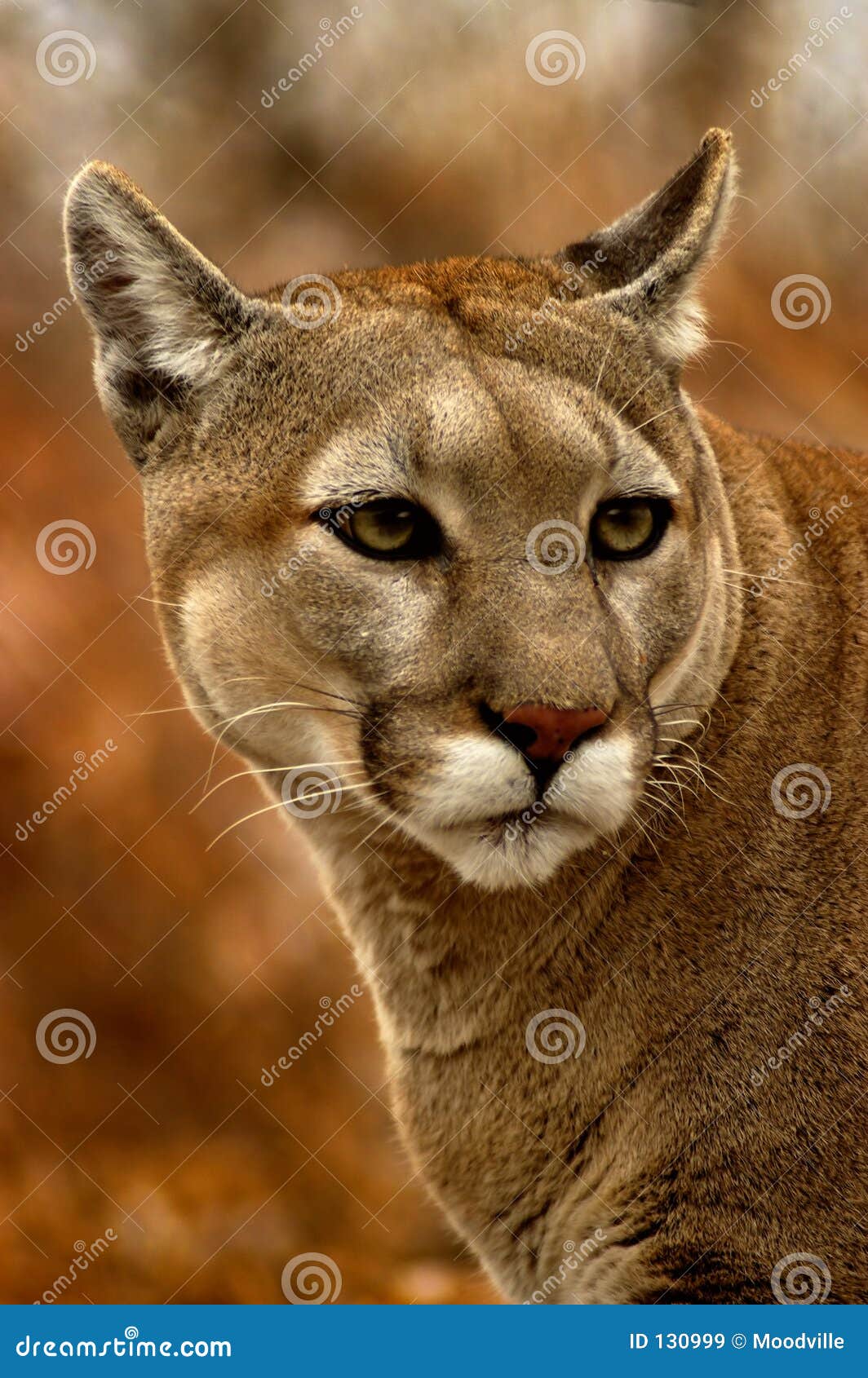 Het gluren Poema stock afbeelding. Image of katachtig, sinaasappel - 130999