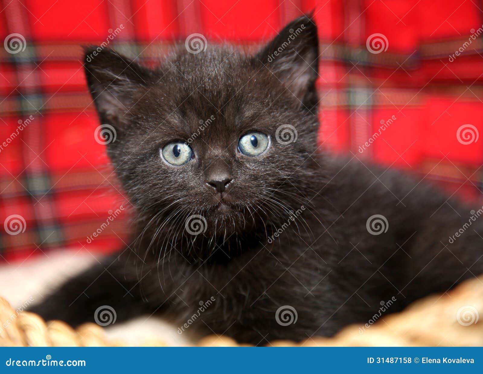 Het Grappige Katje Van De Babykat in Rieten Mand Stock Foto - Image of ...