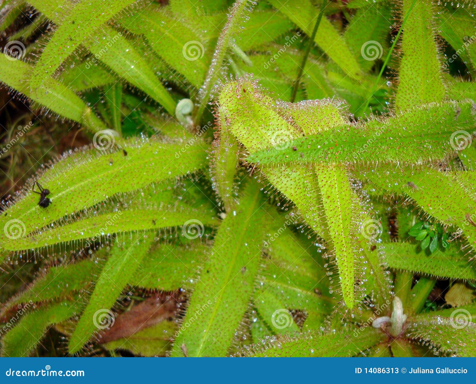 Het gras van de carnivoor stock afbeelding. Image of soorten - 14086313