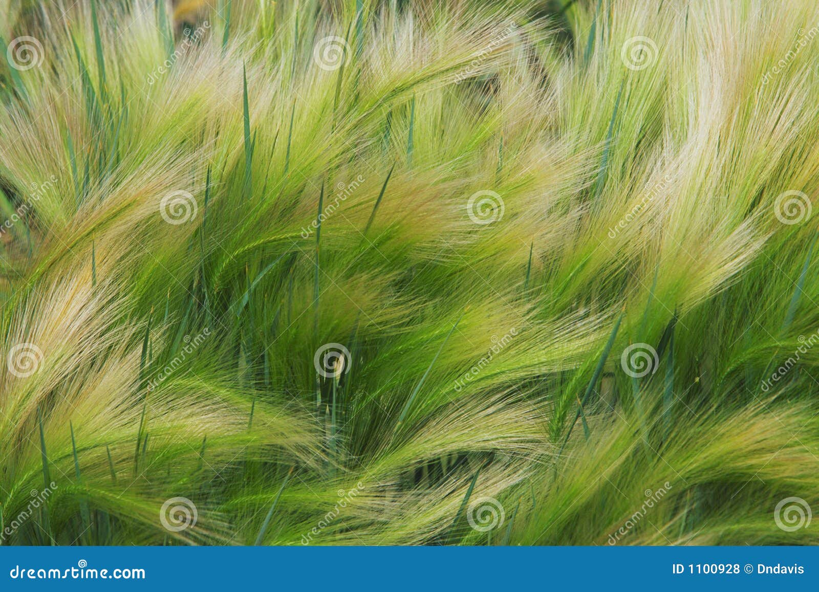 Het Gras Van De Gerst Van De Vossestaart Stock Foto - Image of ...