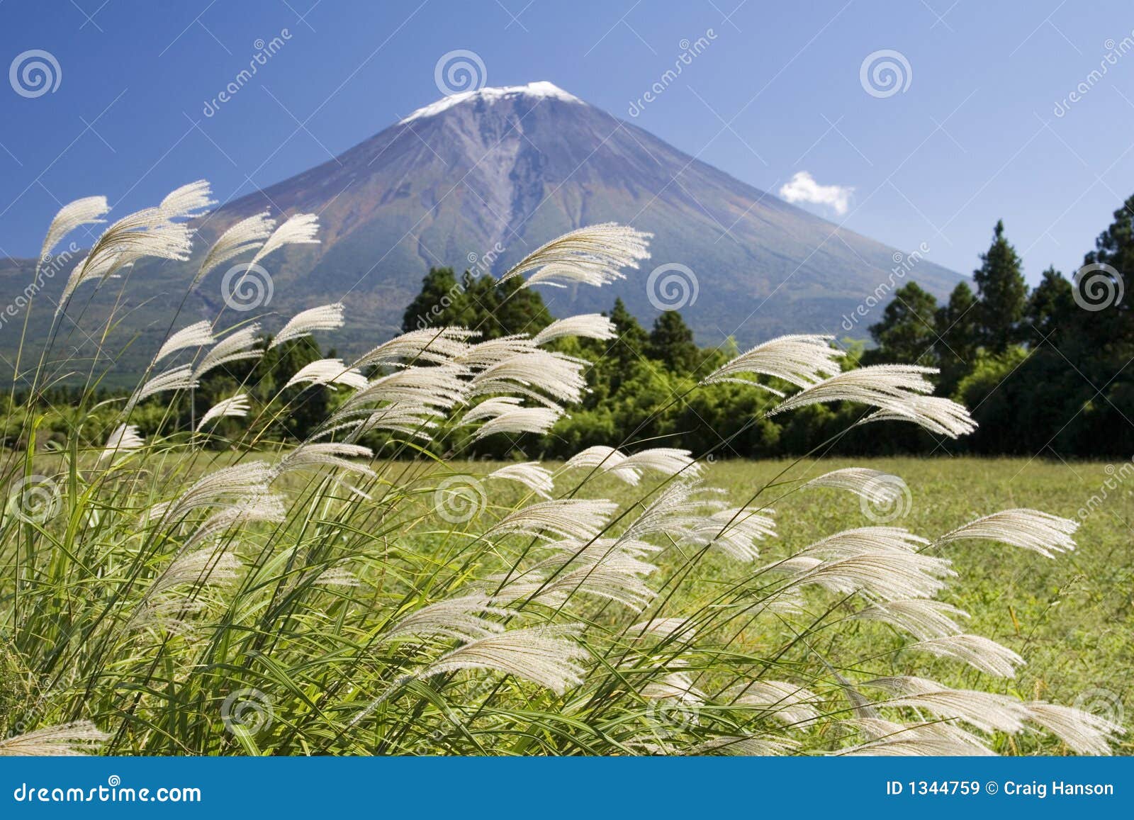 Het gras van de pluim stock afbeelding. Image of blauw - 1344759