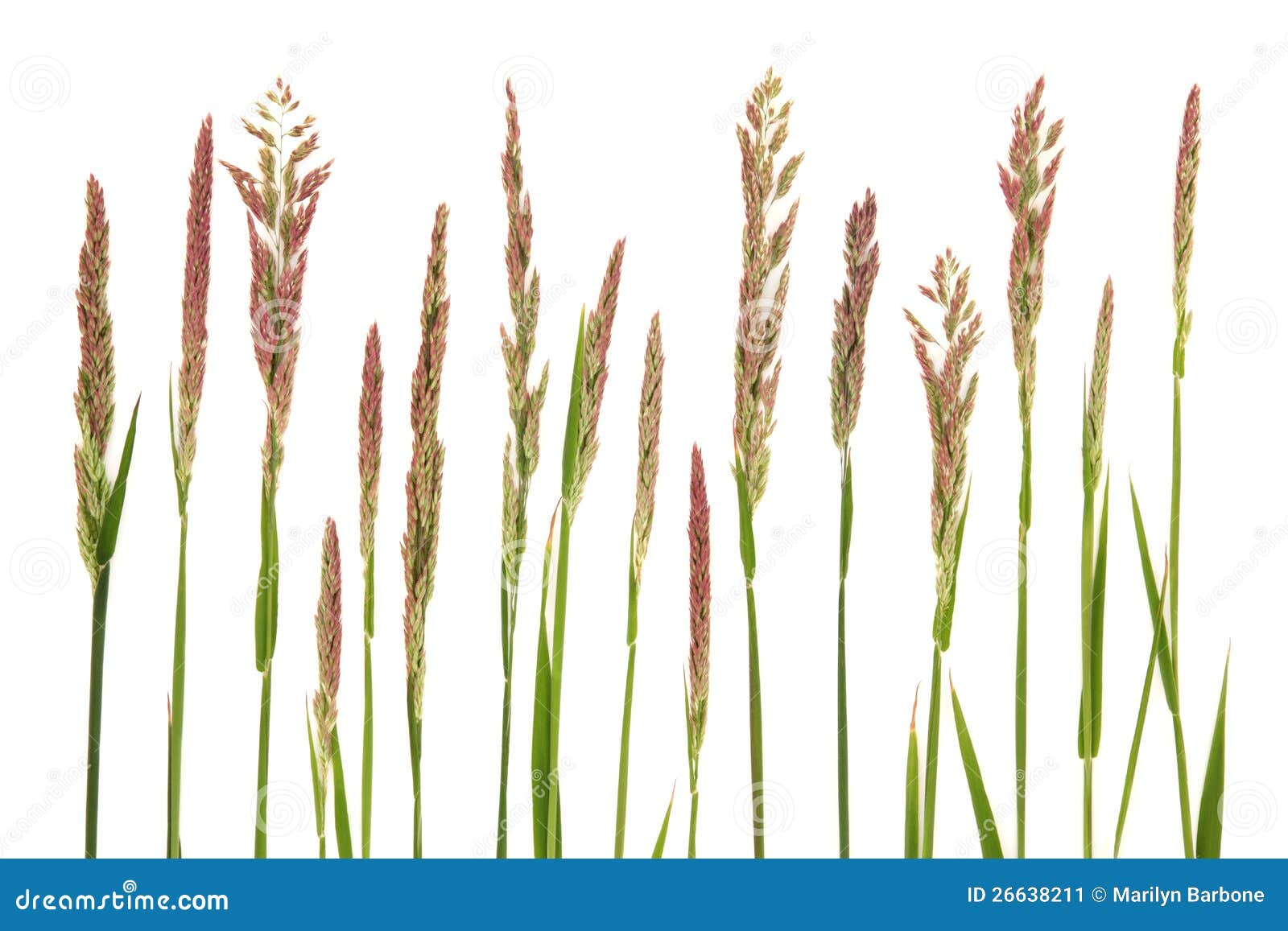 Het Gras van de weide stock afbeelding. Image of rogge - 26638211