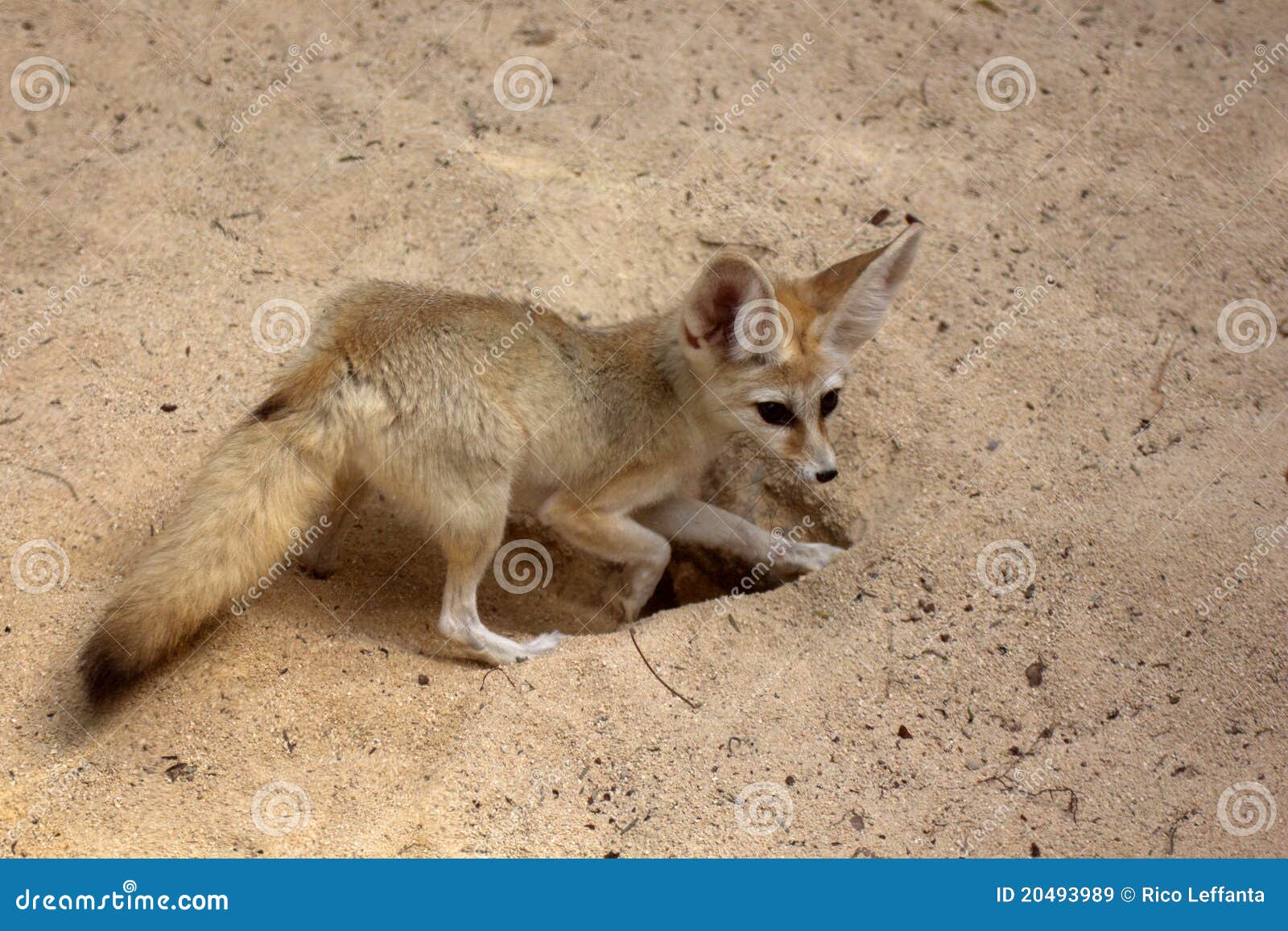 Het graven van Fennec stock afbeelding. Image of oren - 20493989