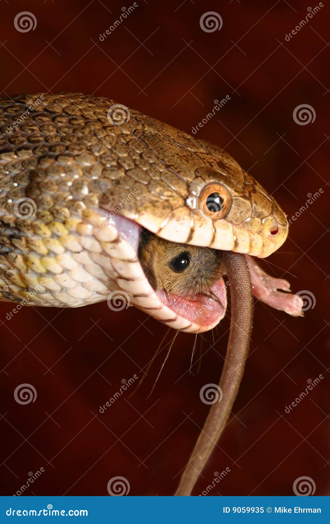 Het Grijze Eten Van De Slang Van De Rat Stock Afbeelding - Image of ...