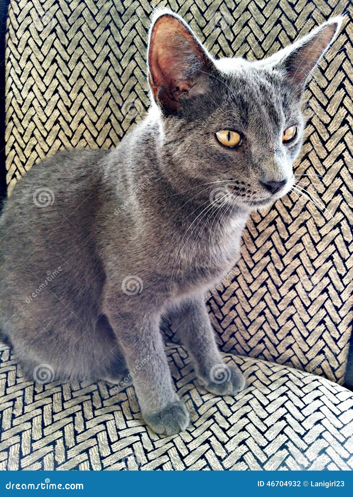 Het Grijze Ras Van De Katten Korat Kat Stock Foto - Image of patio ...