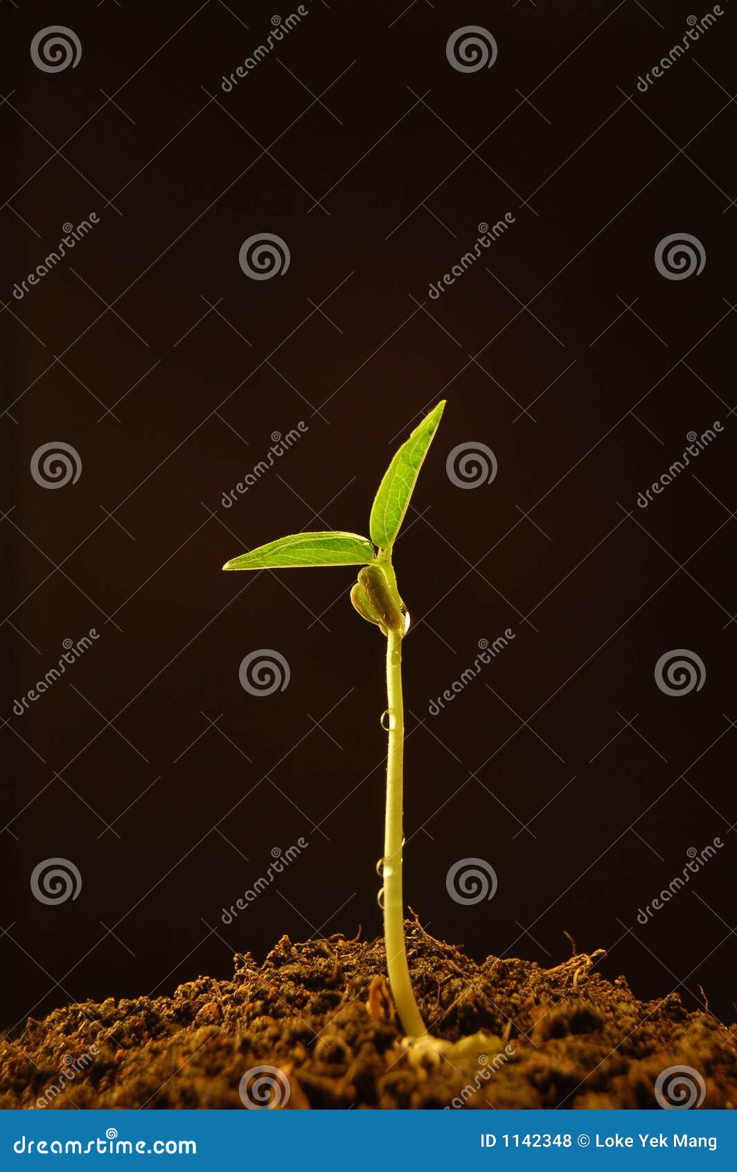 Het groeien stock foto. Image of groei, onafhankelijk - 1142348