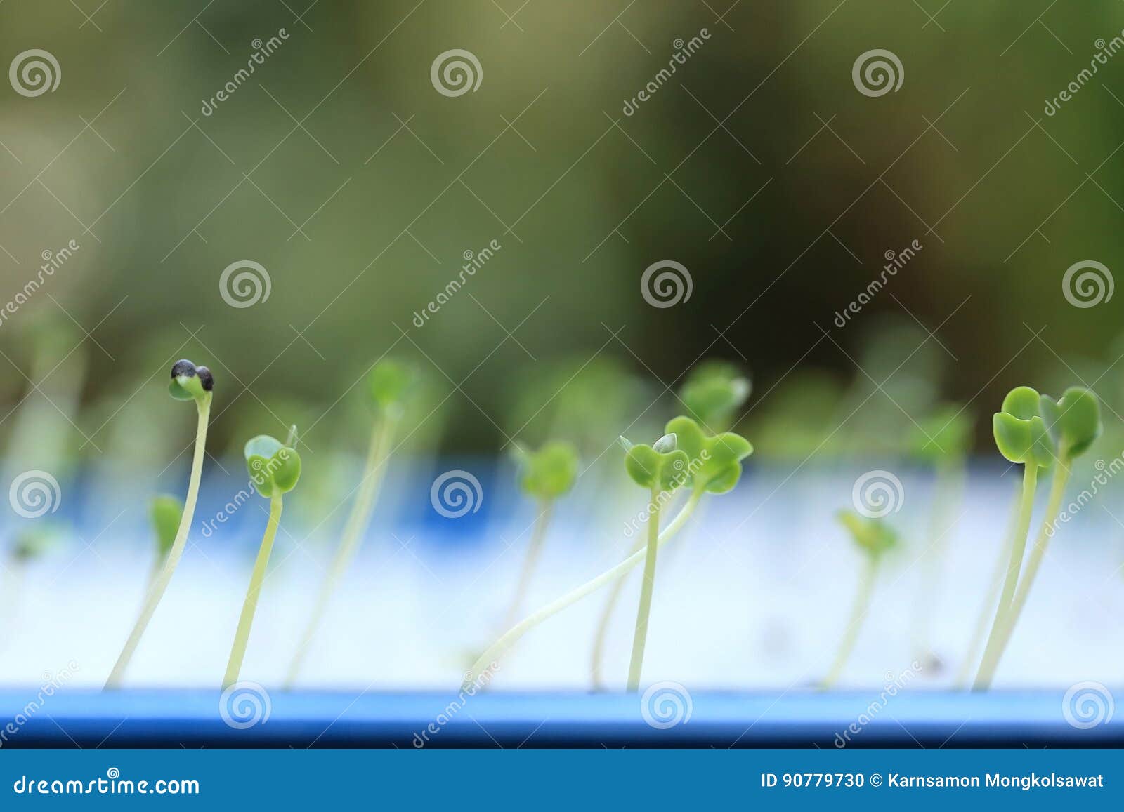 Het Groeien Microgreens Met Zaadblad of Zaadlob Stock Foto - Image of ...