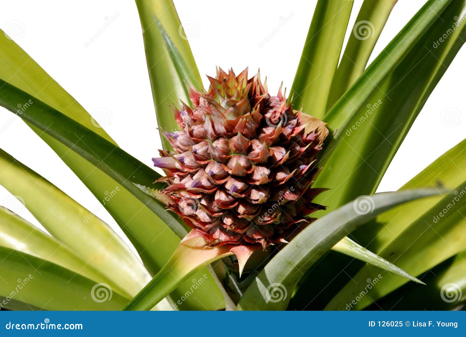 Het Groeien van de ananas stock afbeelding. Image of oogst - 126025