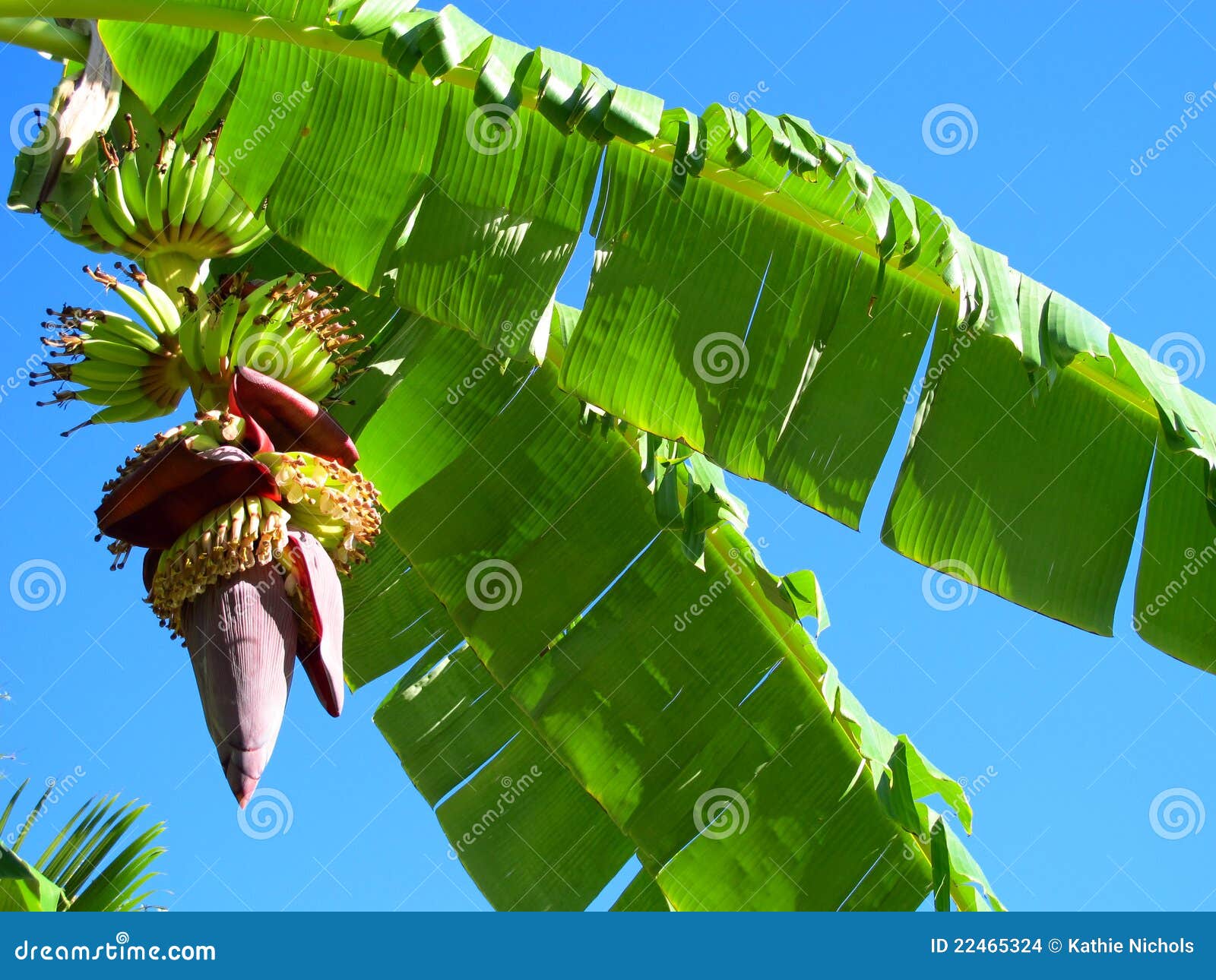 Het Groeien Van De Banaan Op Boom Stock Foto - Image of leven, groen ...