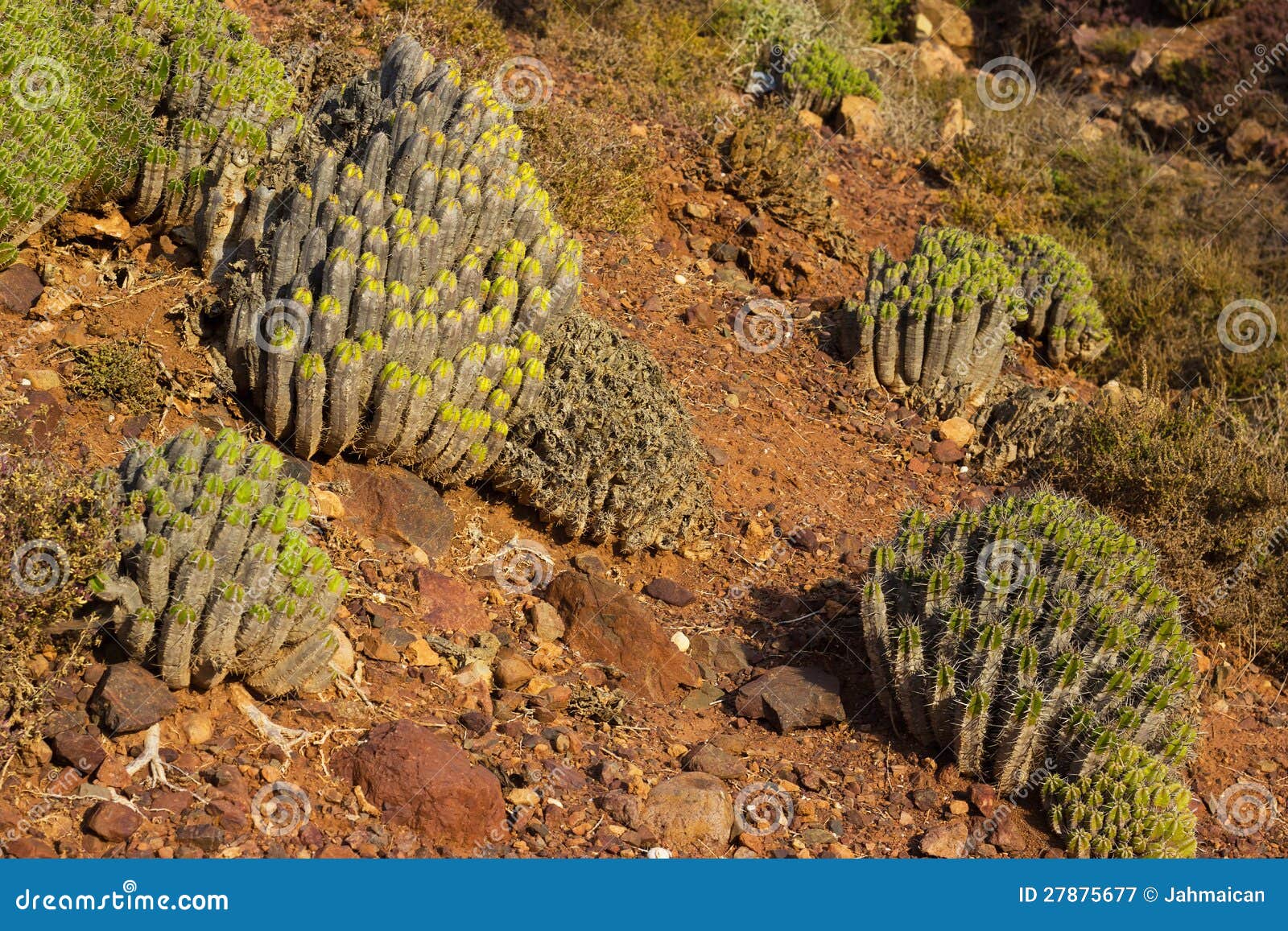Het Groeien Van De Cactus in De Woestijn Stock Afbeelding - Image of ...