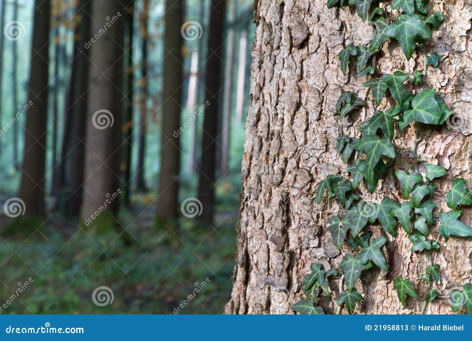 Het Groeien Van De Klimop Op De Schors Van Een Nette Boom Stock ...