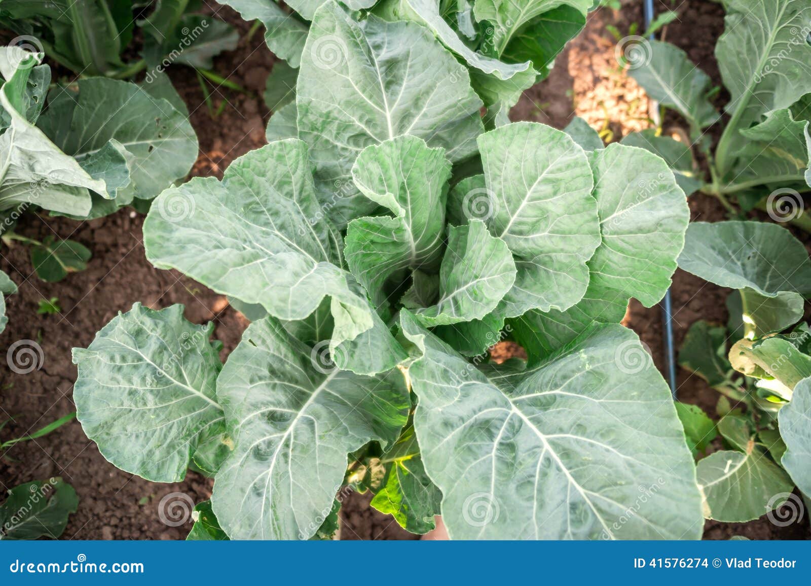 Het Groeien Van De Kool in De Tuin Stock Foto - Image of maaltijd ...