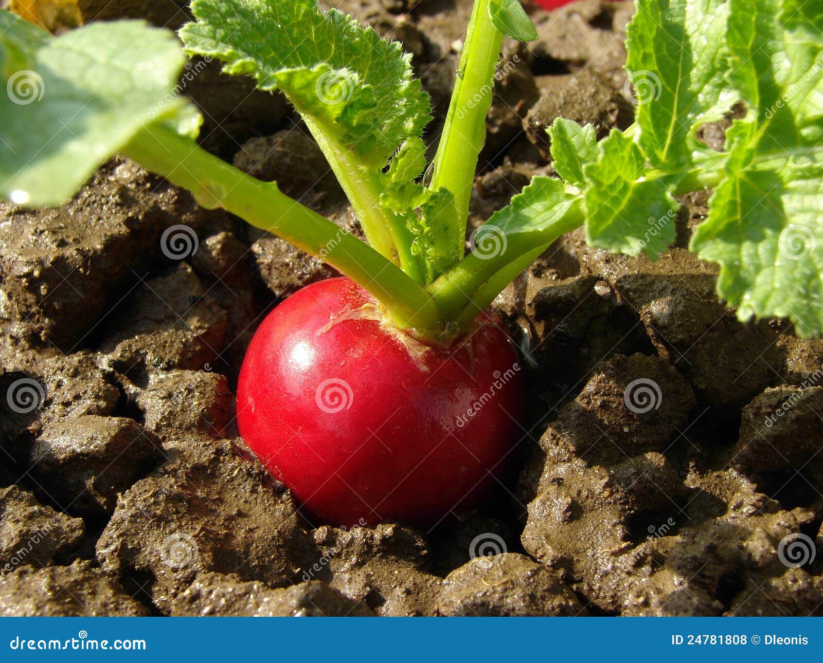 Het groeien van de radijs stock foto. Image of radijs - 24781808