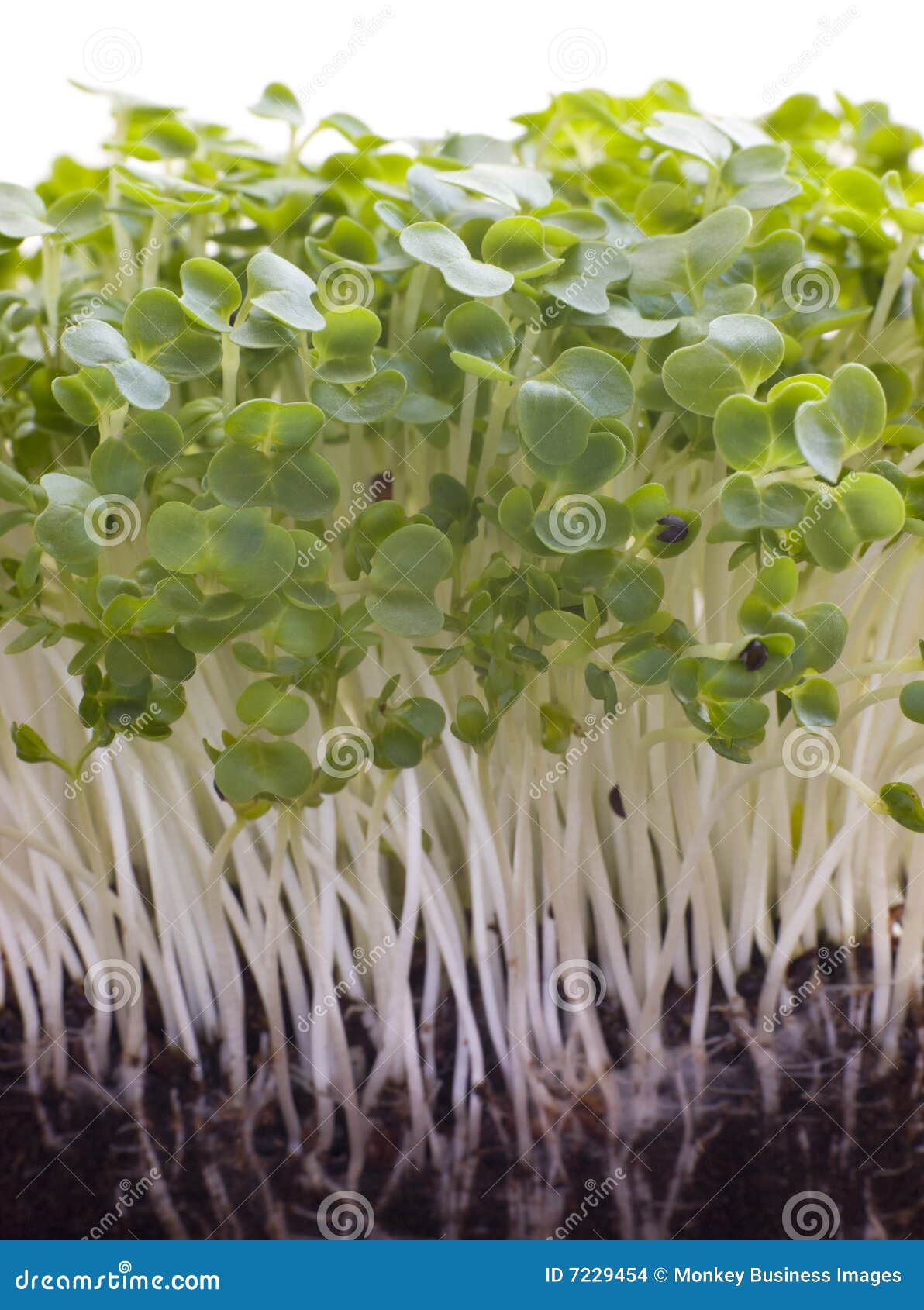 Het Groeien Van De Tuinkers Stock Foto - Image of voorwerpen, mensen ...