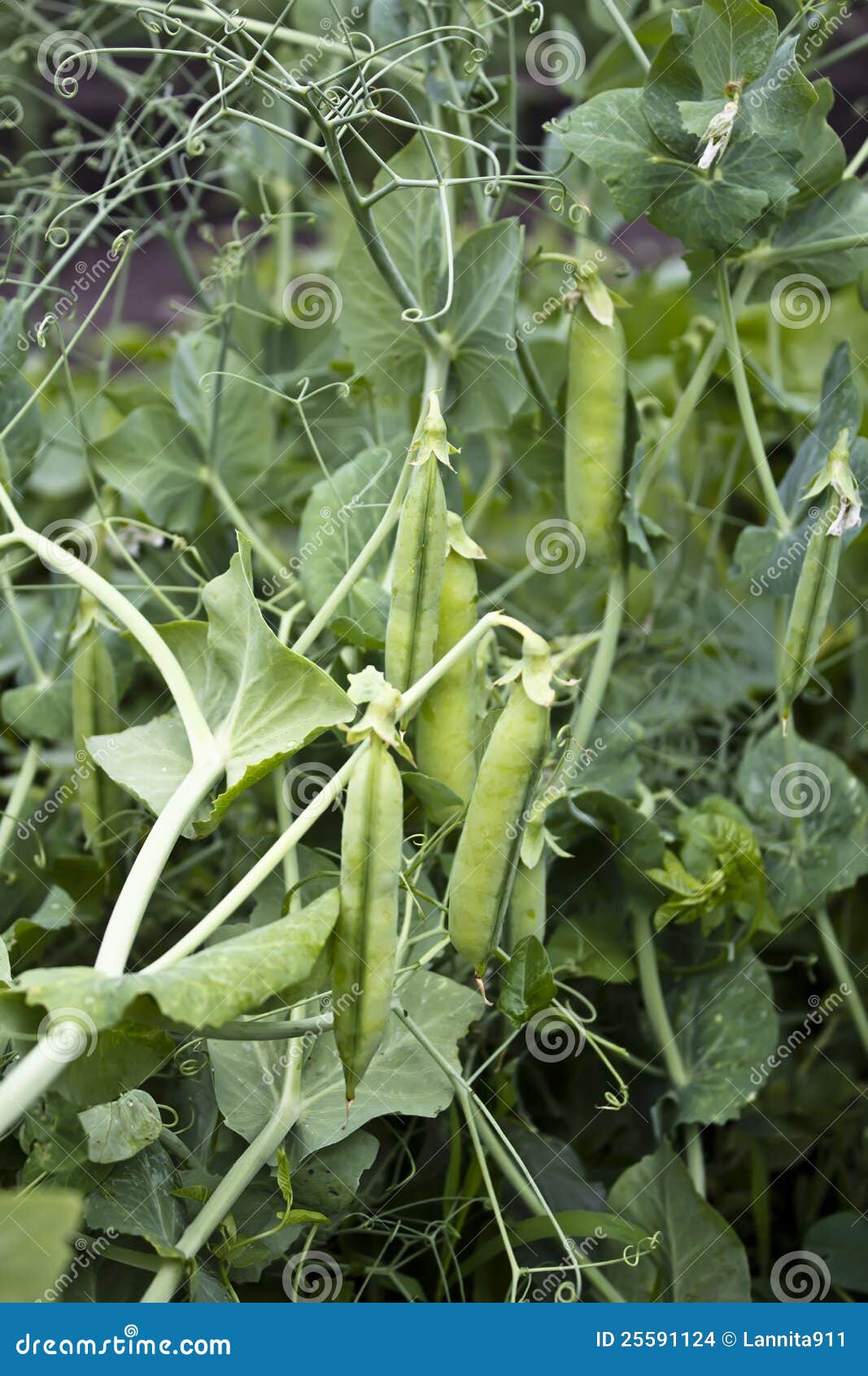 Het groeien van erwten stock foto. Image of bladeren - 25591124