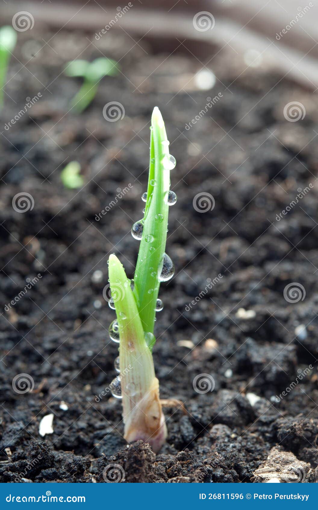 Het Groeien Van Het Knoflook Stock Foto - Image of aarde, zaailingen ...
