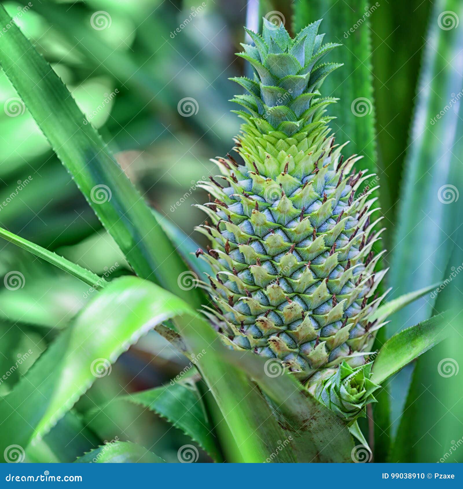 Het Groene Ananas Groeien Op De Tak Stock Foto - Image of bloei ...