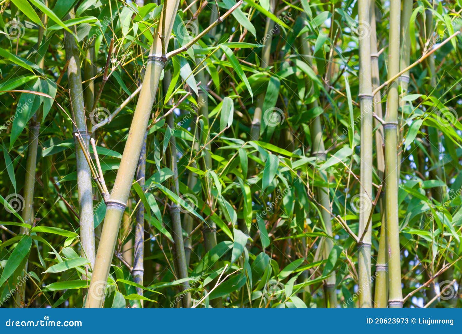 Het Groene Bamboe Picture. Image: 20623973