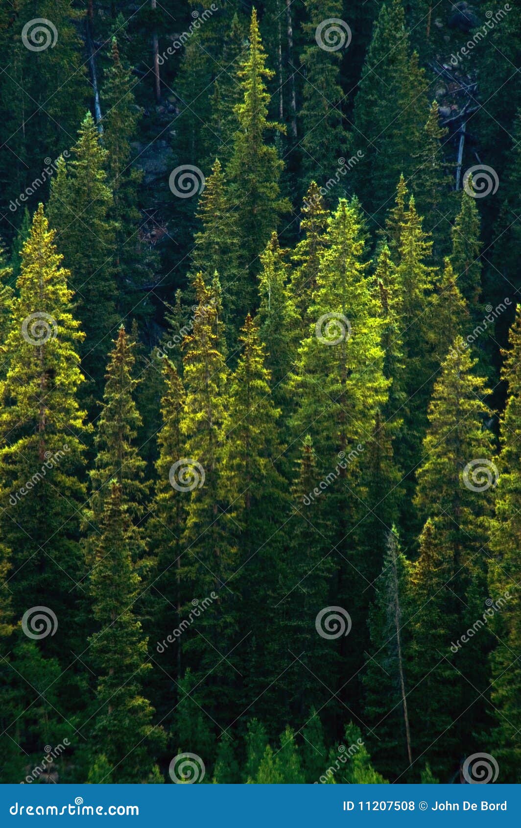 Het Groene Bos Van De Boom Van De Pijnboom Stock Foto - Image of groen ...