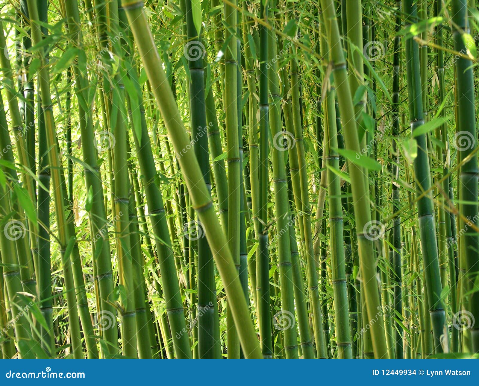 Het Groene Bos Van Het Bamboe Stock Foto - Image of dicht, volledig ...