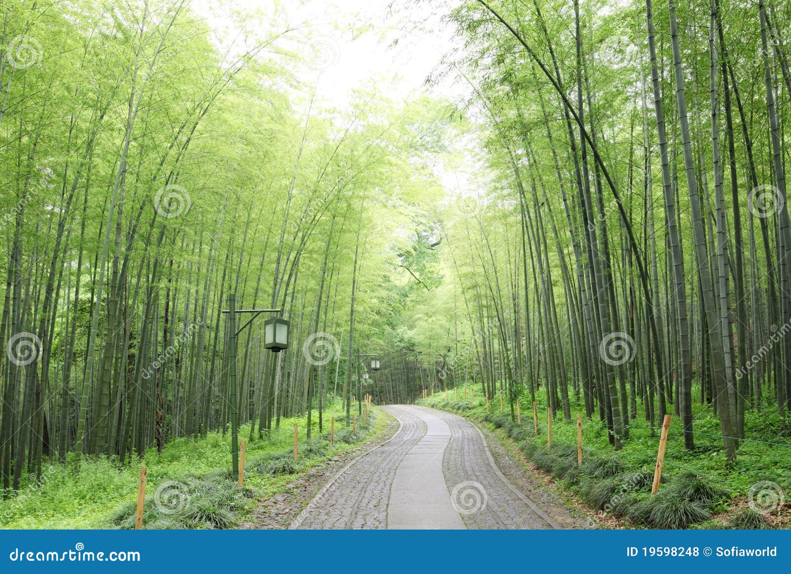 Het Groene Bos Van Het Bamboe Stock Foto - Image of milieu, japan: 19598248