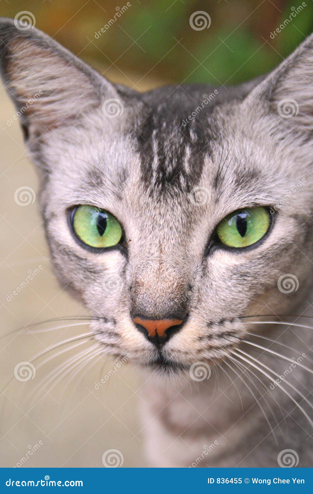 Het groene eyed kat staren stock afbeelding. Image of spleten - 836455