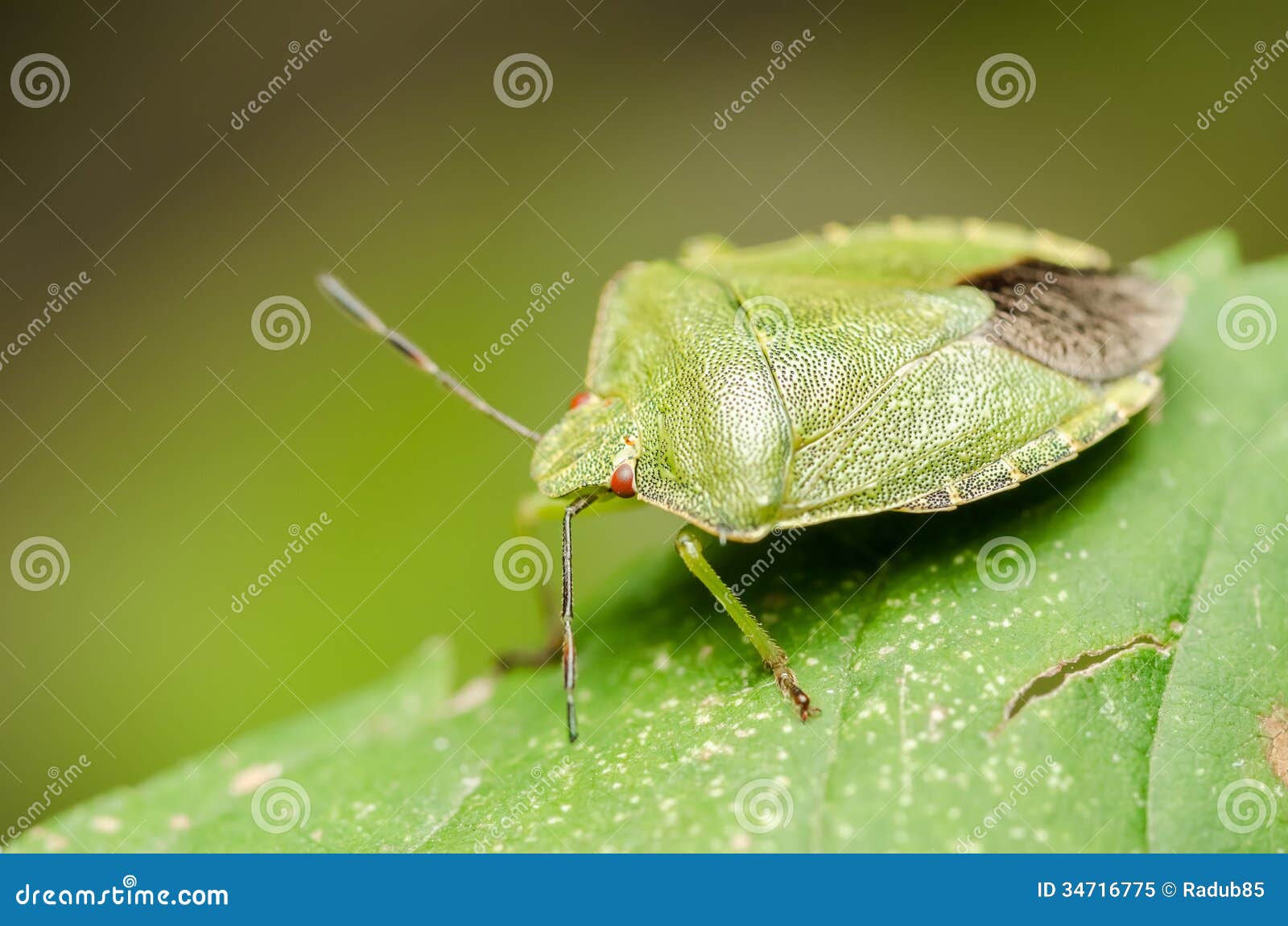 Het Groene Gestreepte Schildinsect of Stinkt Insect Stock Afbeelding ...