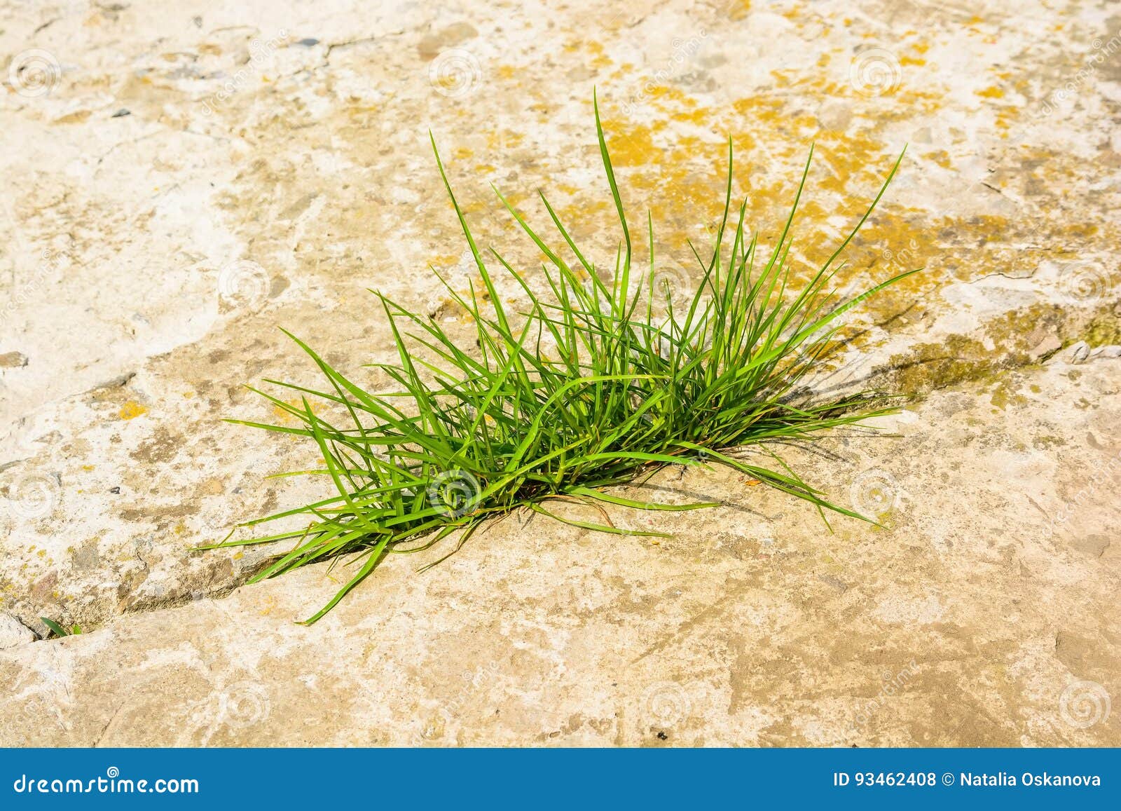 Het Groene Gras Groeit Van Steen Stock Foto - Image of architectuur ...