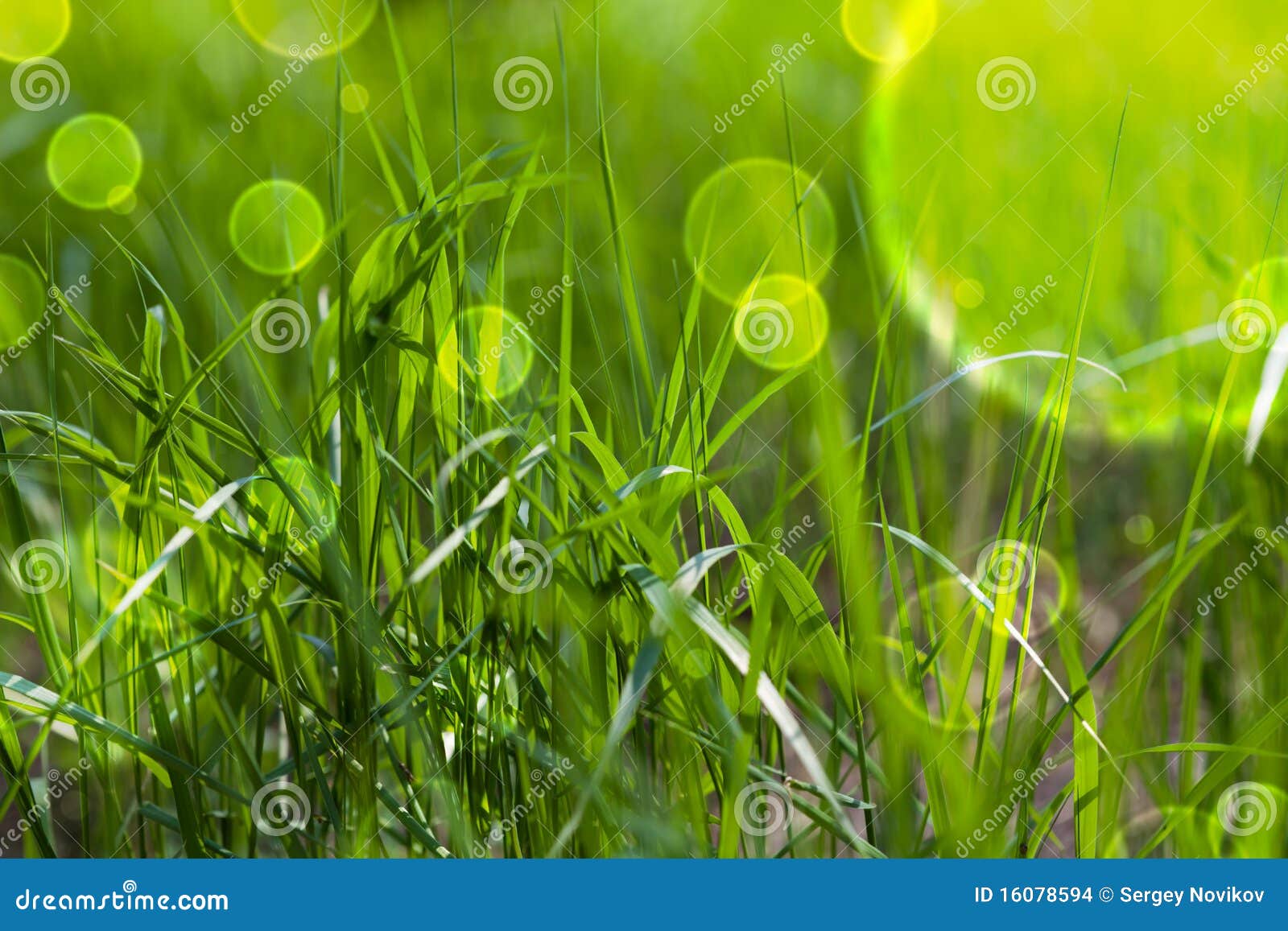 Het Groene Gras Van Het Sprookje Stock Foto - Image of lente, naughty ...
