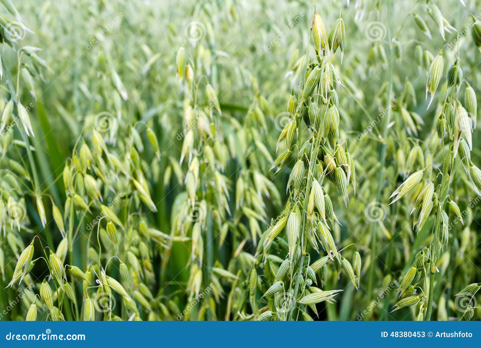 Het Groene Havergras Groeien Op Het Gebied Stock Afbeelding - Image of ...