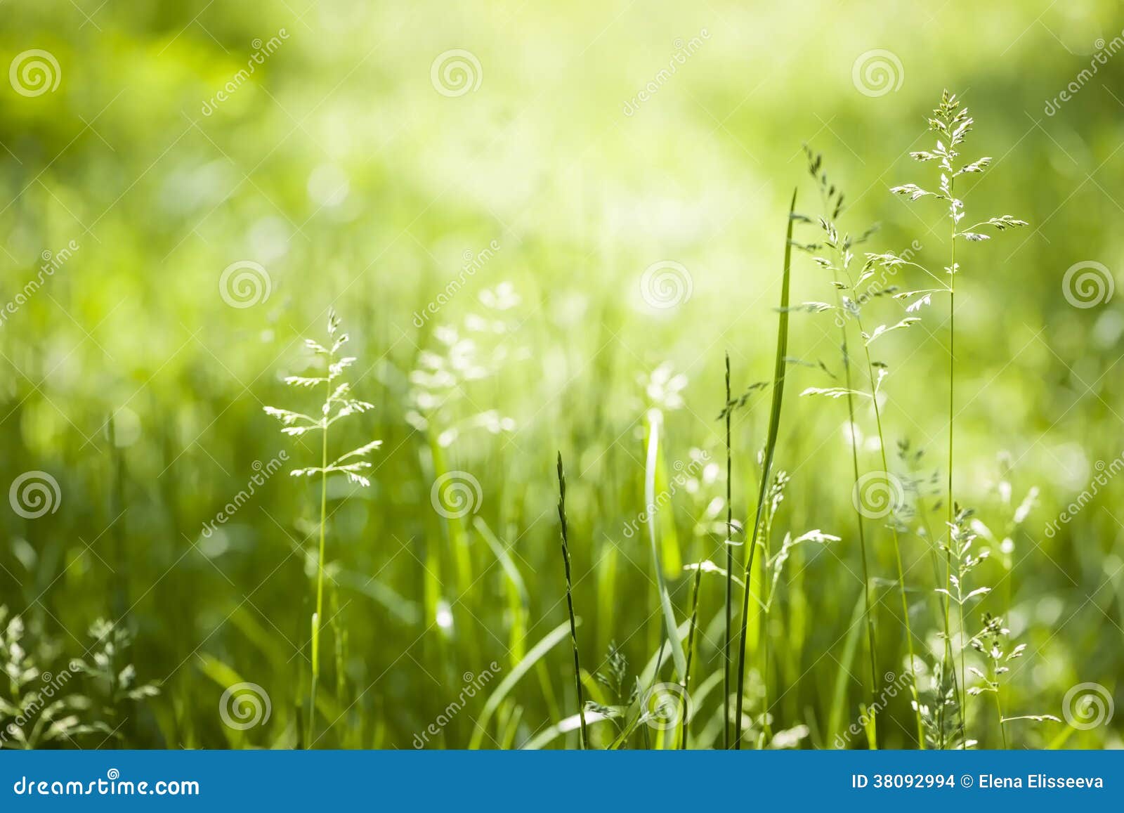Het Groene Het Gras Van Juni Bloeien Stock Foto - Image of blad ...