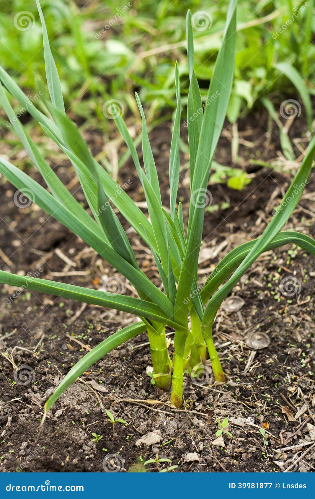 Het Groene Knoflook Groeien Op Een Grond Stock Afbeelding - Image of ...