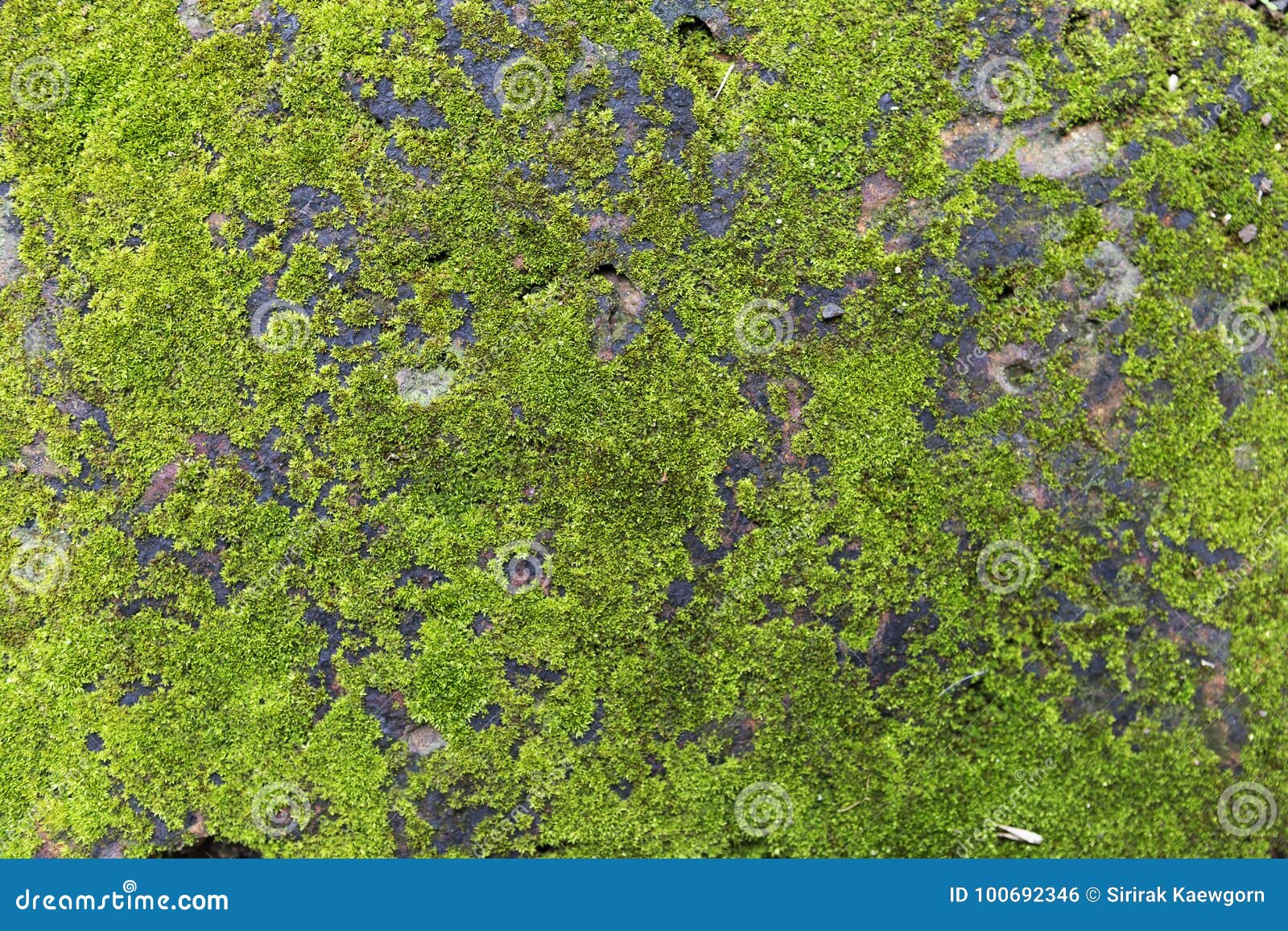 Het Groene Mos Groeien Op Oude Muur Stock Foto - Image of textuur, vers ...