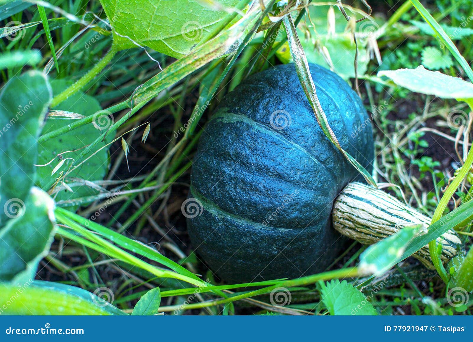 Het Groene Pompoen Groeien in Tuin Stock Afbeelding - Image of oktober ...