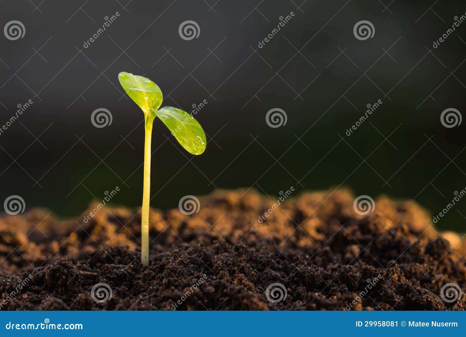 Groene spruit stock afbeelding. Image of naughty, zaad - 29958081