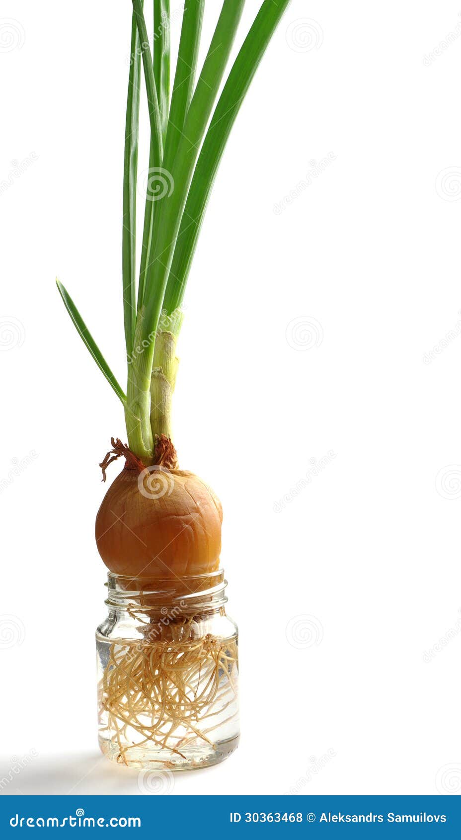 Het Groene Ui Groeien in Een Glaskruik Met Water Stock Foto - Image of ...