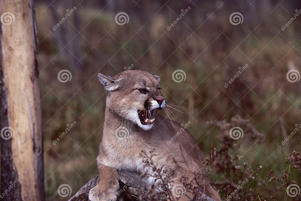 Het grommen van de poema stock afbeelding. Image of tanden - 5532351