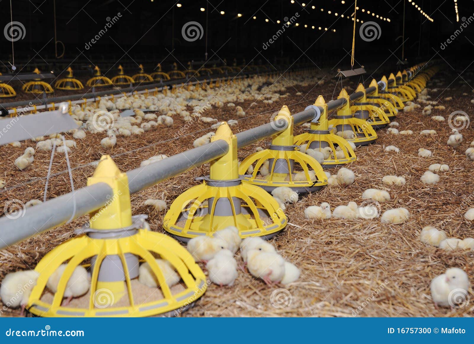 Het Grootbrengen Van Het Gevogelte Landbouwbedrijf Stock Foto - Image ...